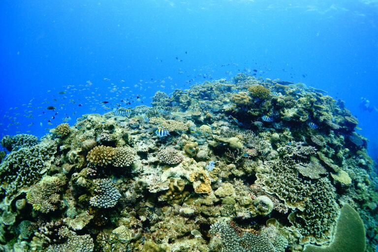 2025年7月18日 コーラルウェイ、クサシ前、ばら園