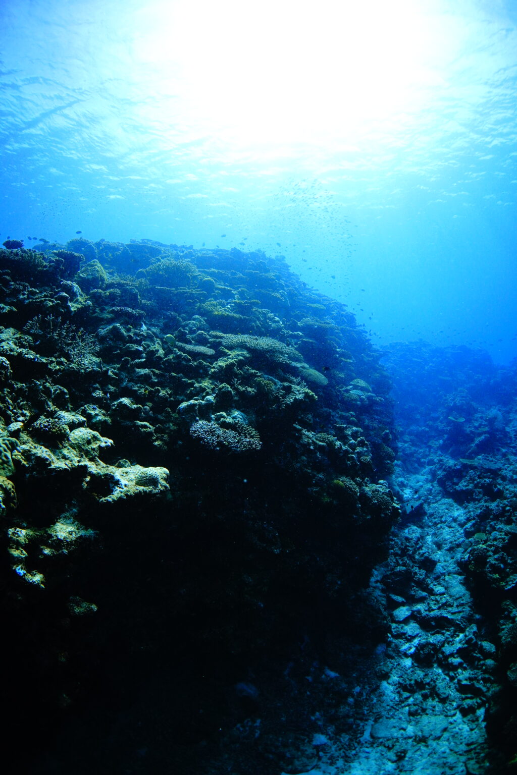 2025年7月21日 いぜちゃま、トゲトゲ山、コーラルウェイ