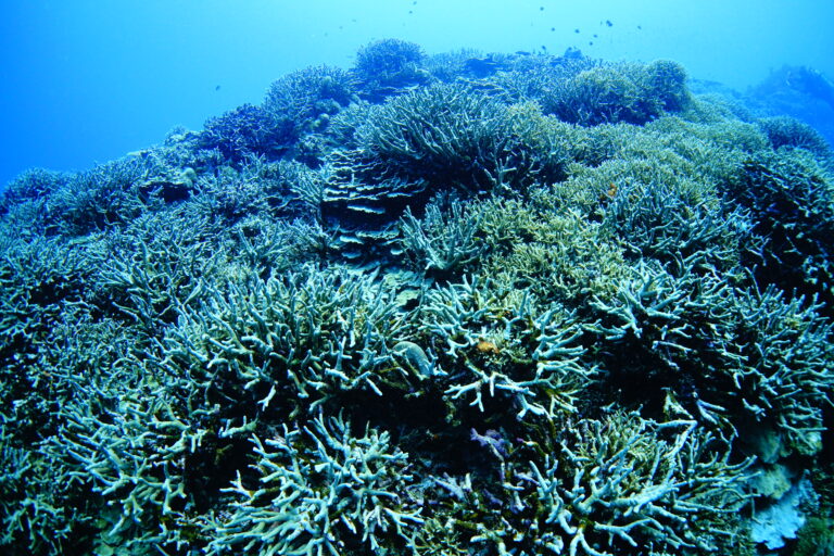 2025年7月21日 いぜちゃま、トゲトゲ山、コーラルウェイ